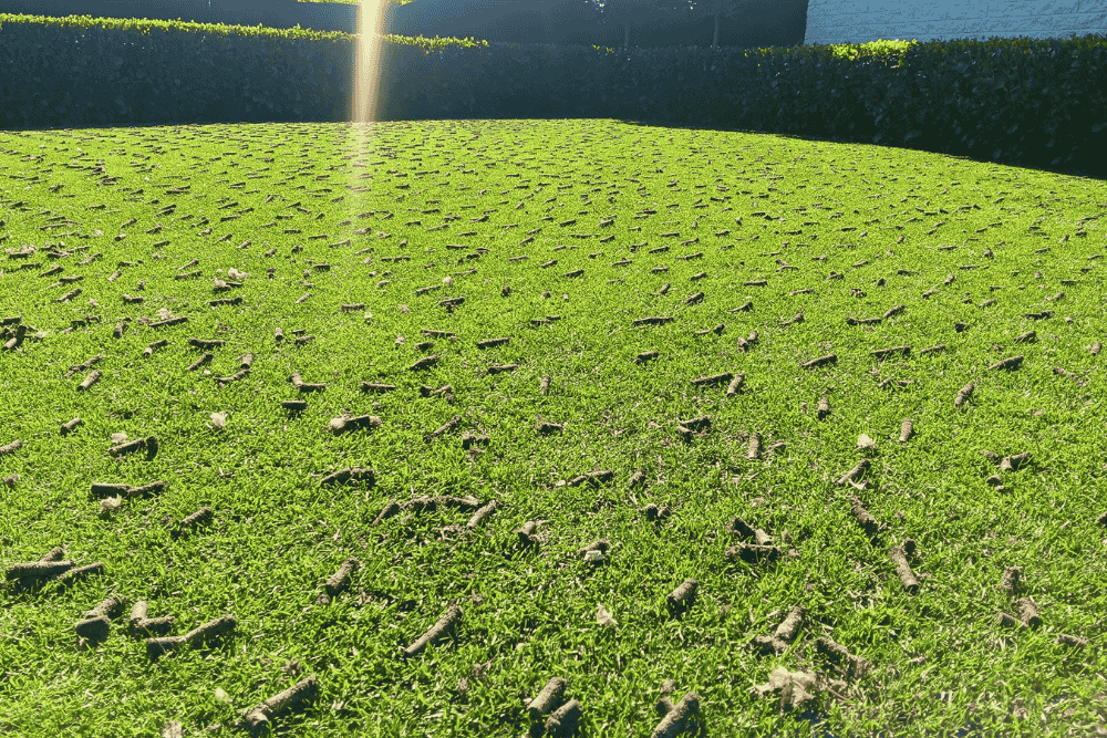 Lawn Coring | How to Coring Your Lawn| NZLA