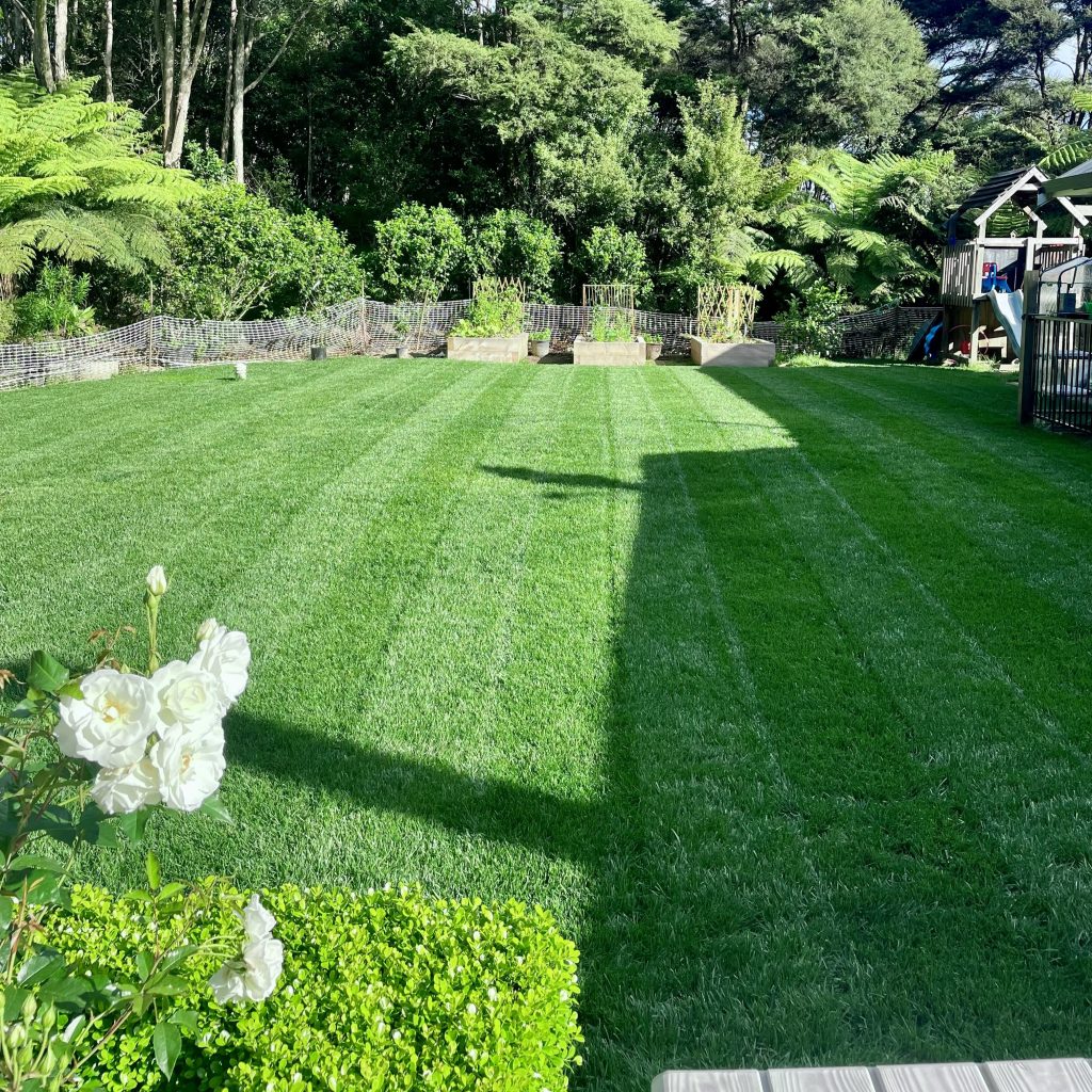 Elfin Tall Fescue | Dark Green, Wear-Tolerant Lawn Seed | NZLA