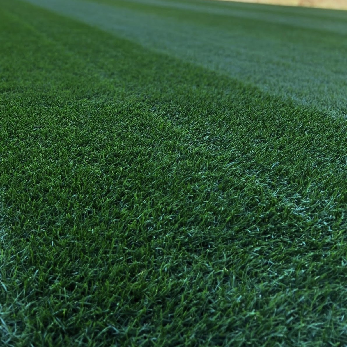 NZLA Midnight Dark Ryegrass | Premium Dark Lawn Seed | NZ