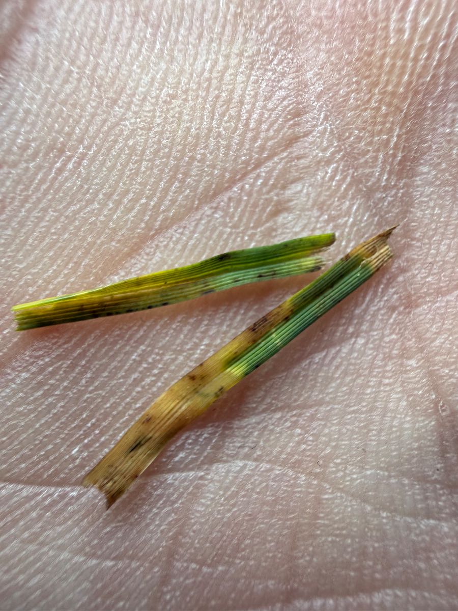 Leaf Spot & Melting Out in NZ Lawns: Cause and Treatment