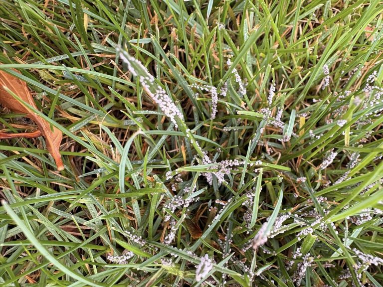 Slime mould on your lawn: what it is and what to do | NZLA