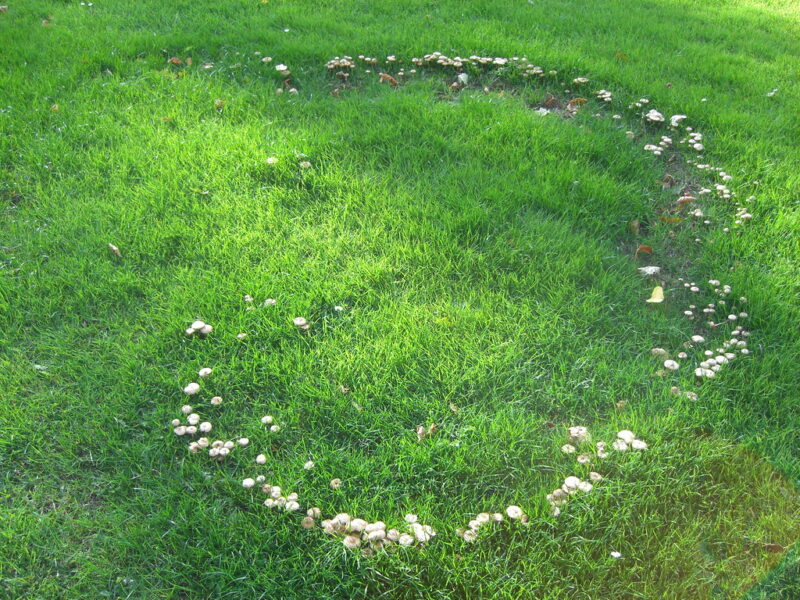 Fairy Ring in NZ Lawns: Types, Causes and How to Treat Them