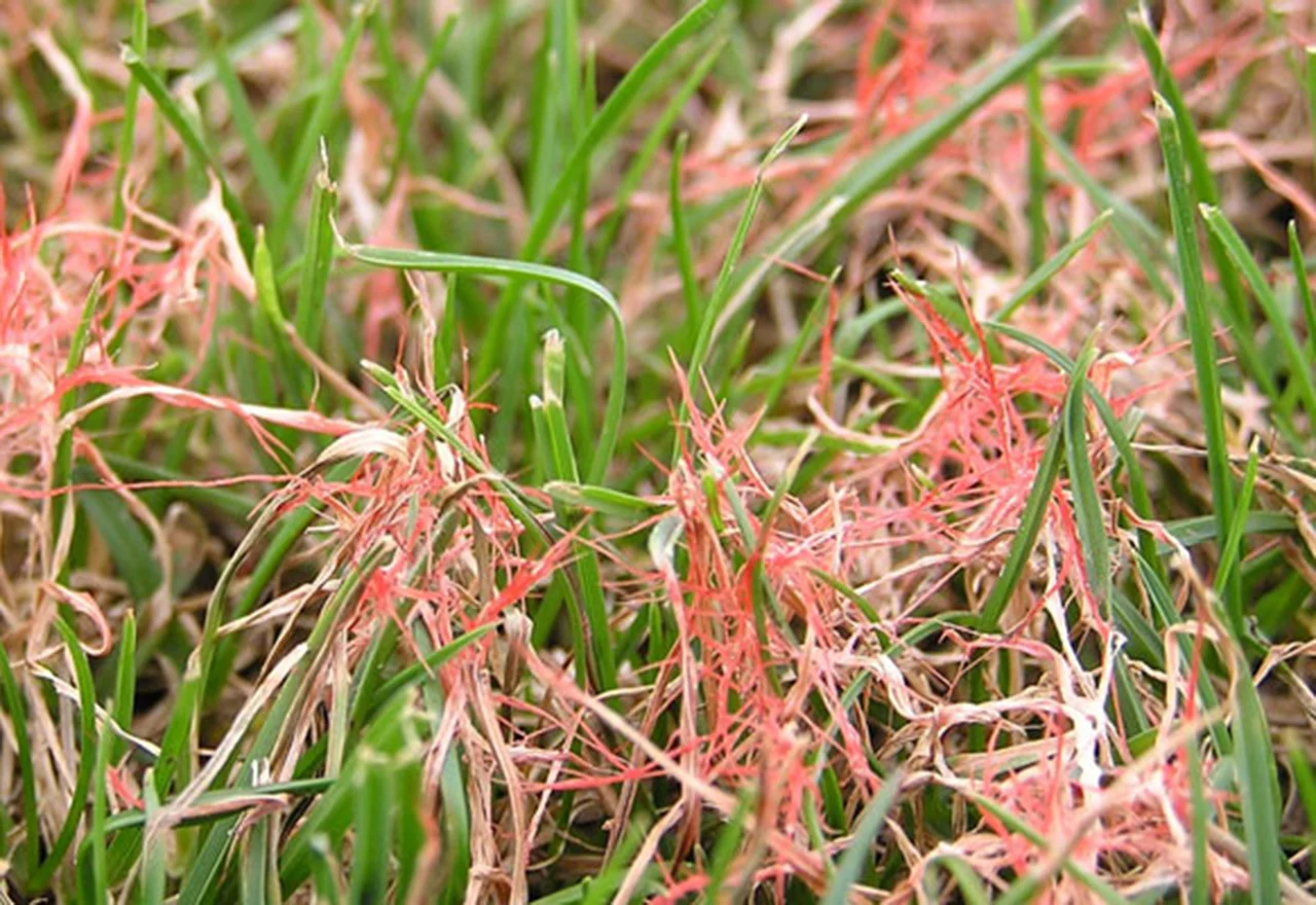 Red thread disease in NZ lawns: causes, symptoms and how to fix