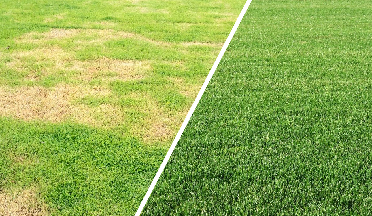 Brown Patch in NZ lawns: How to identify, treat and prevent It