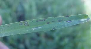 Leaf Spot & Melting Out in NZ Lawns: Cause and Treatment